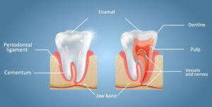 Can You Regrow Tooth Enamel? What Science Really Says