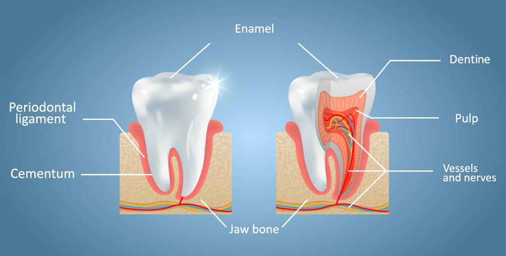 Can You Regrow Tooth Enamel? What Science Really Says